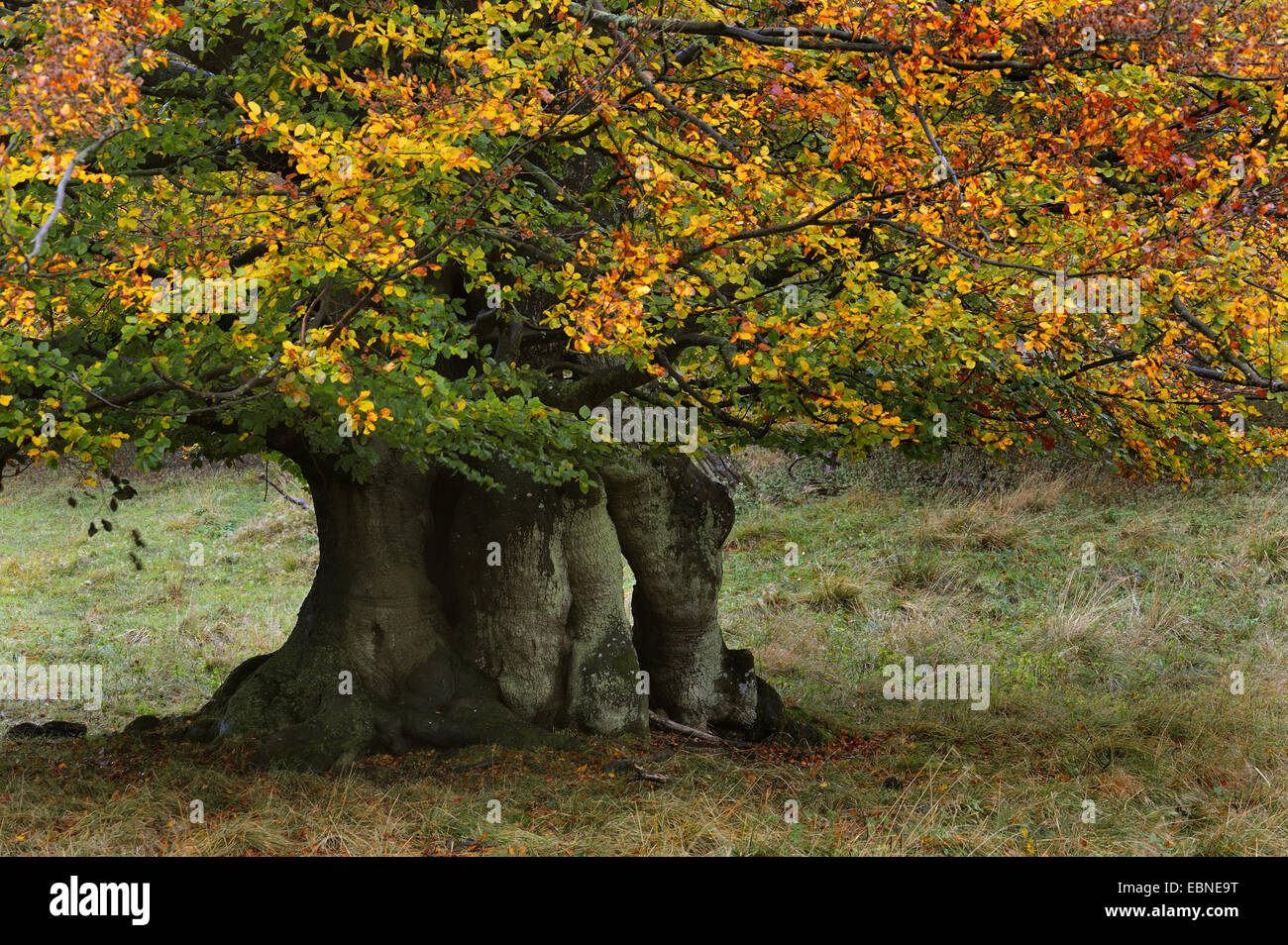 common beech (Fagus sylvatica), with autumn leaves, Denmark Stock Photo ...