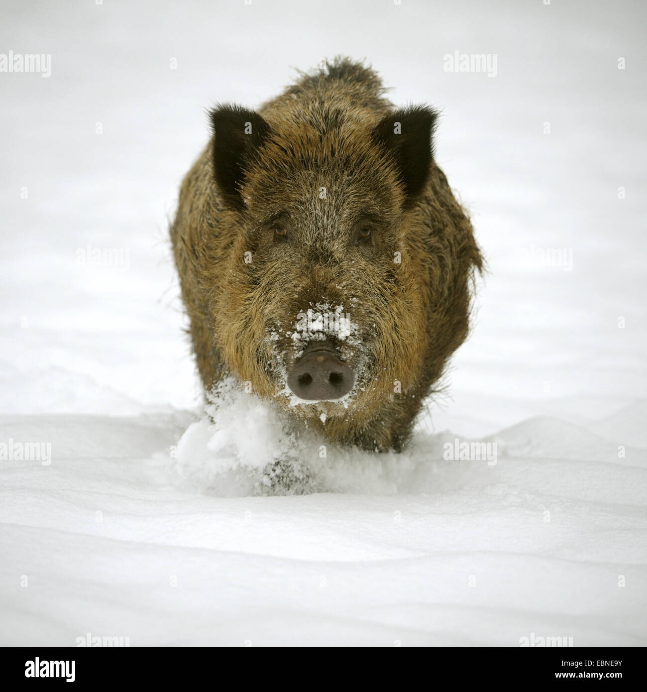 Male wild boar in snow hi-res stock photography and images - Alamy