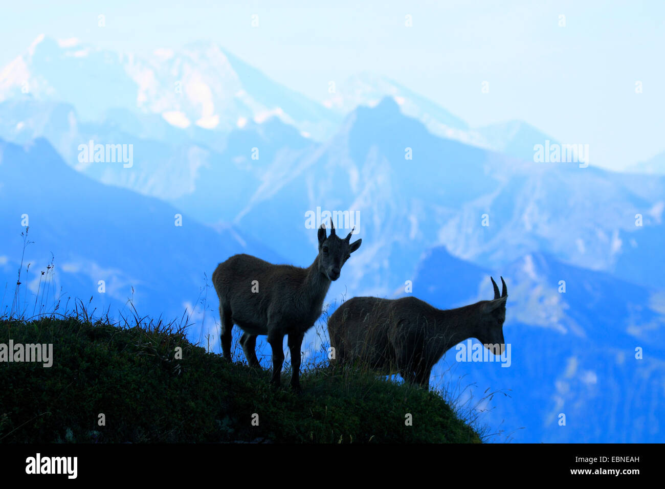 Alpine ibex (Capra ibex, Capra ibex ibex), two pups at Gemmenalphorn ...