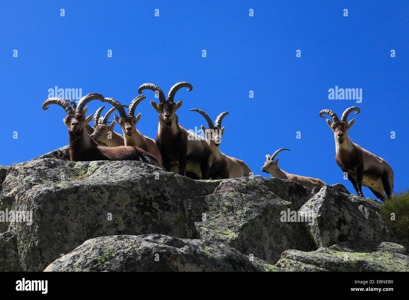 Spanish ibex (Capra pyrenaica victoriae), group on a rock, Spain ...