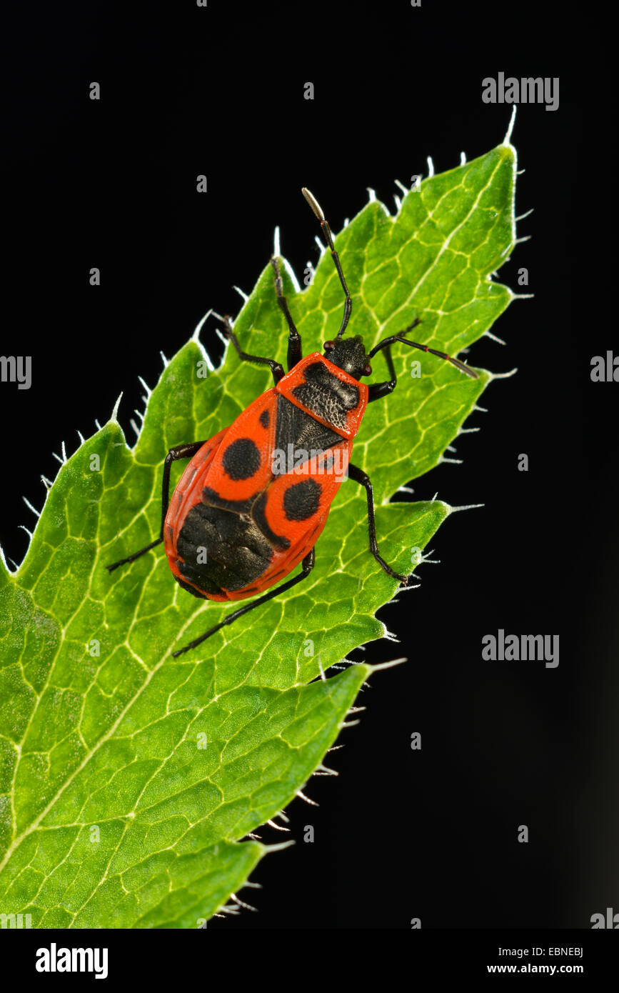 firebug (Pyrrhocoris apterus), on a leaf in backlight, Germany, Baden ...