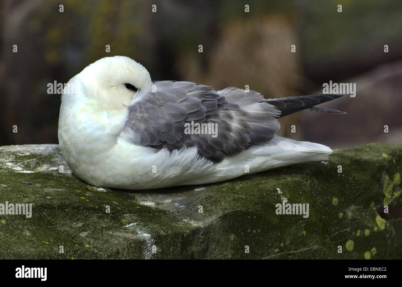 Sleeping fulmar hi-res stock photography and images - Alamy