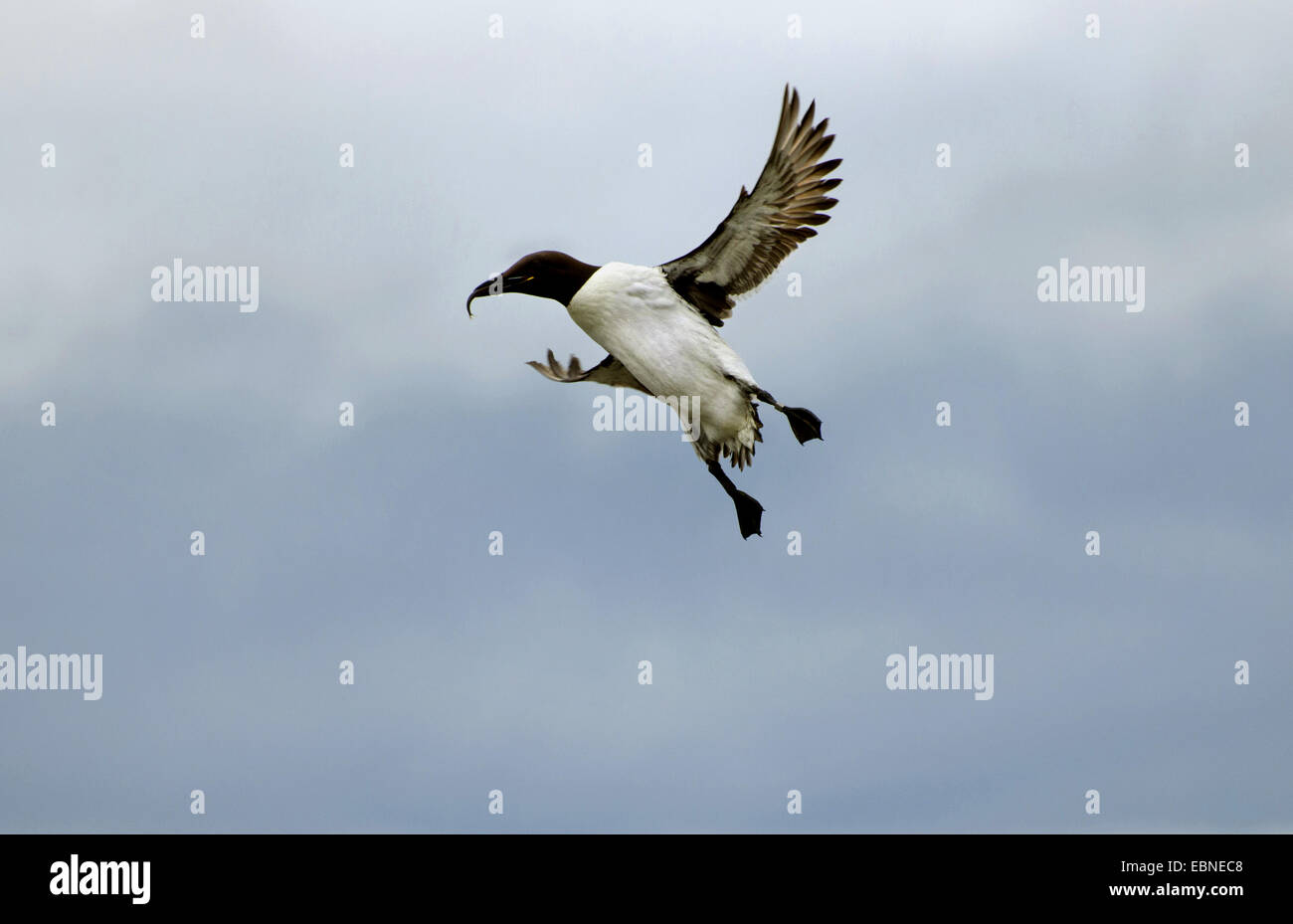 Fish uria hi-res stock photography and images - Alamy