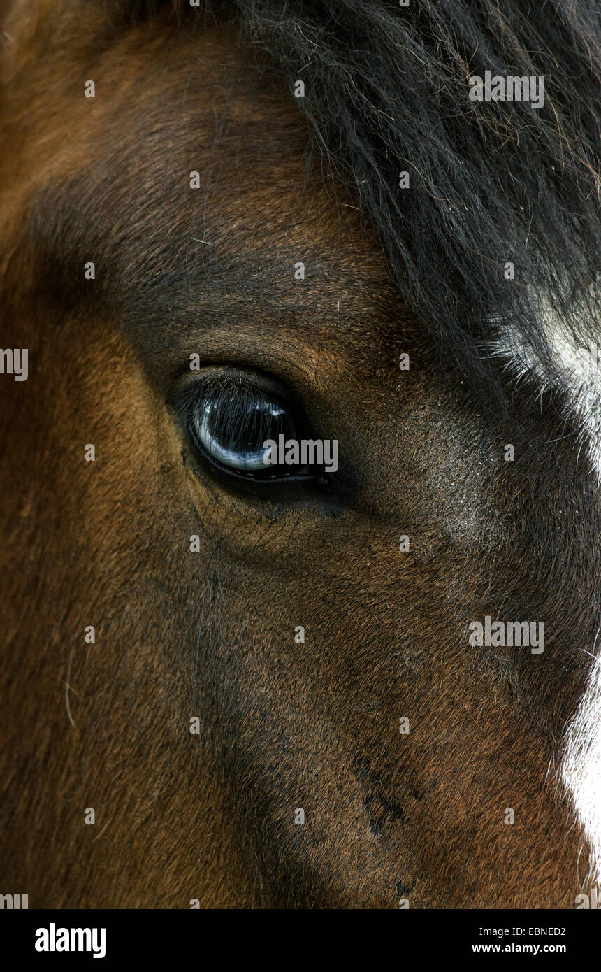 domestic horse (Equus przewalskii f. caballus), eye of a horse, United ...