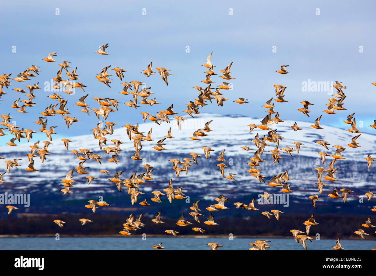 Flock of red knot in flight hi-res stock photography and images - Alamy