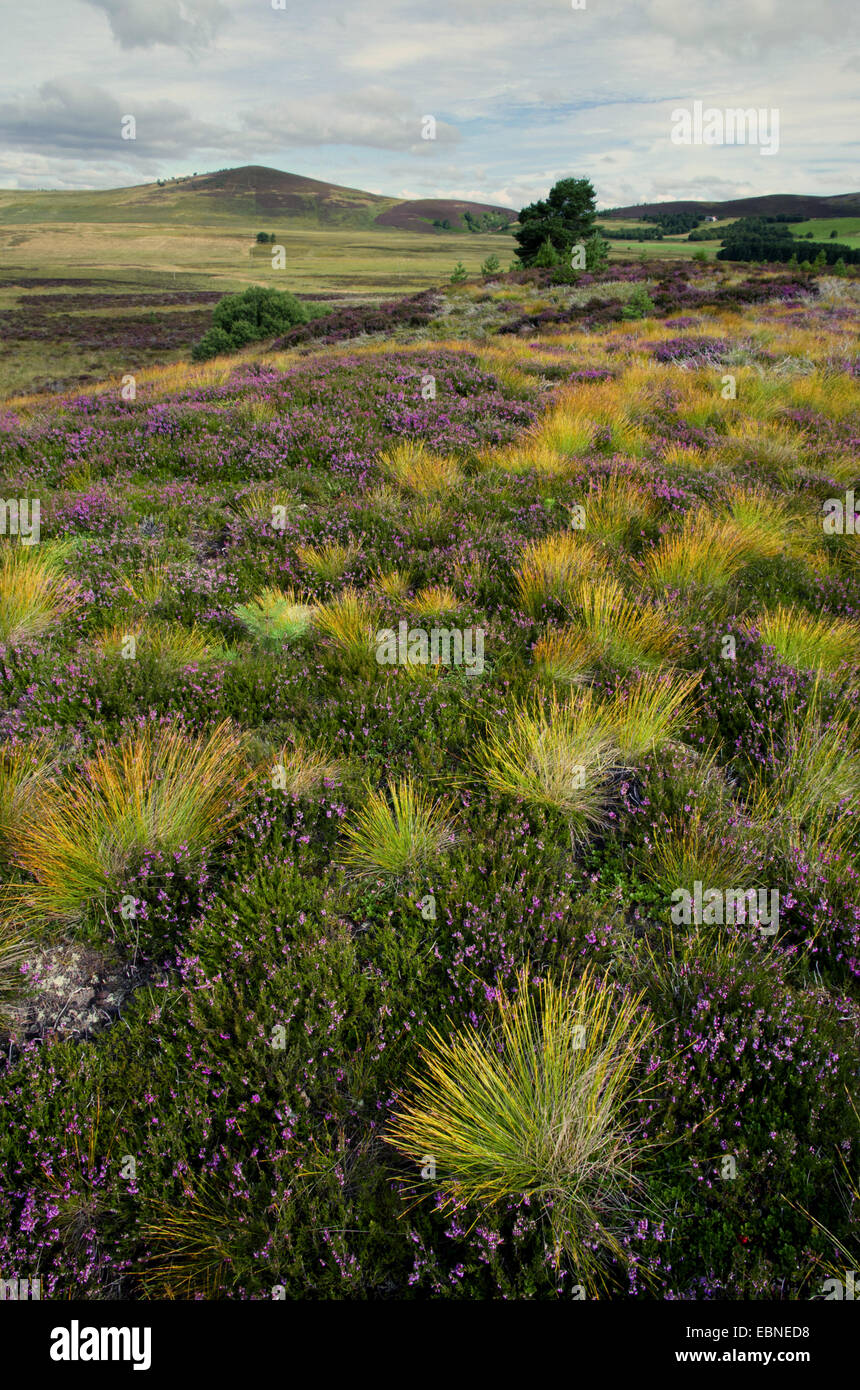 Common Heather, Ling, Heather (Calluna vulgaris), flowering haethland ...