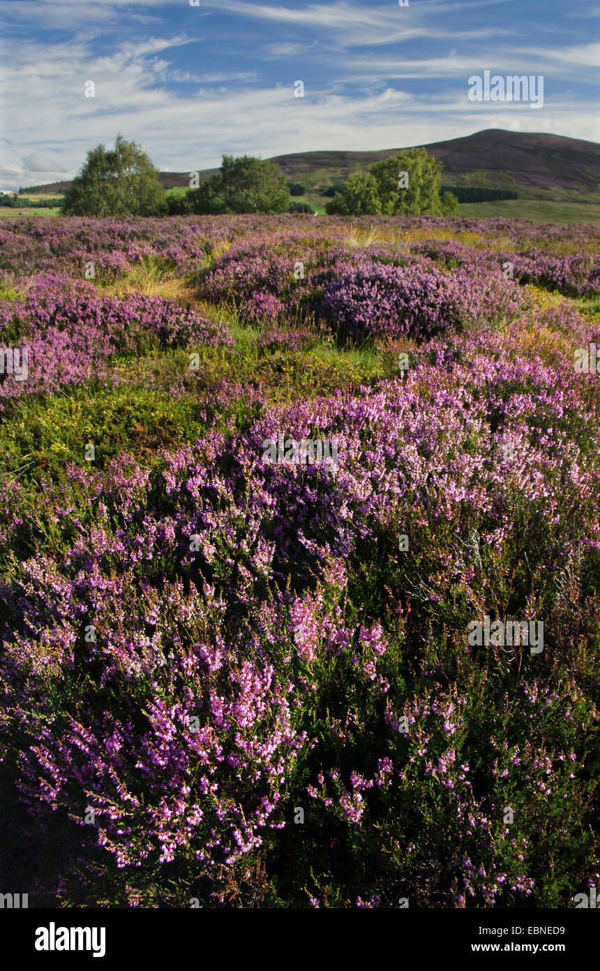 Common Heather, Ling, Heather (Calluna vulgaris), flowering heathland ...