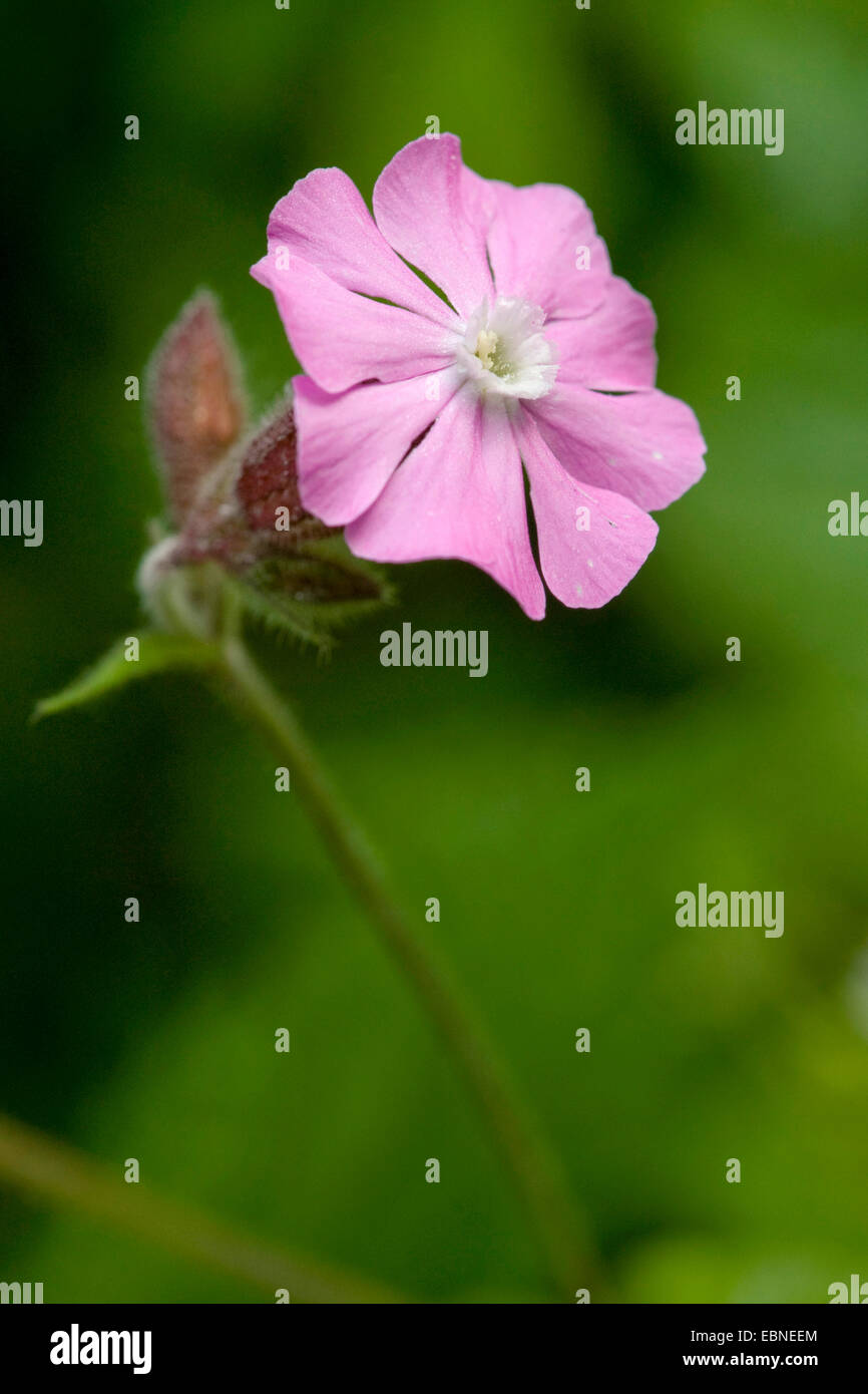 Red campion (Silene dioica), flower, Germany Stock Photo - Alamy