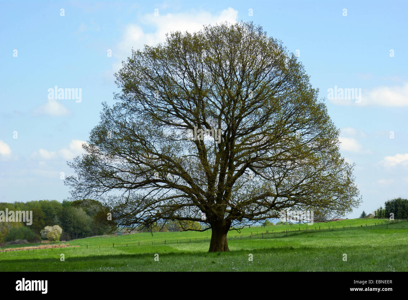 common oak, pedunculate oak, English oak (Quercus robur), leaf shooting ...