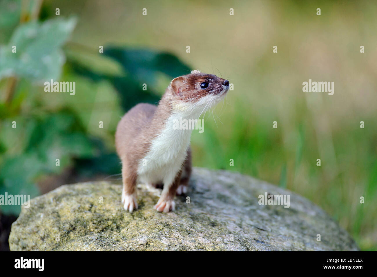 Ermine, Stoat, Short-tailed weasel (Mustela erminea), on a stone ...