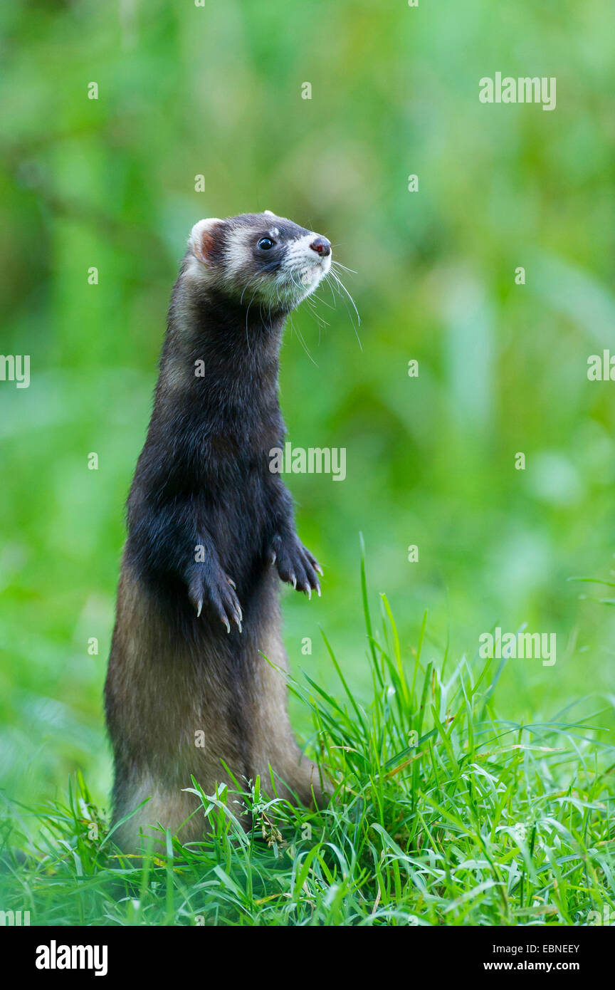 European polecat (Mustela putorius), standing upright in a meadow ...