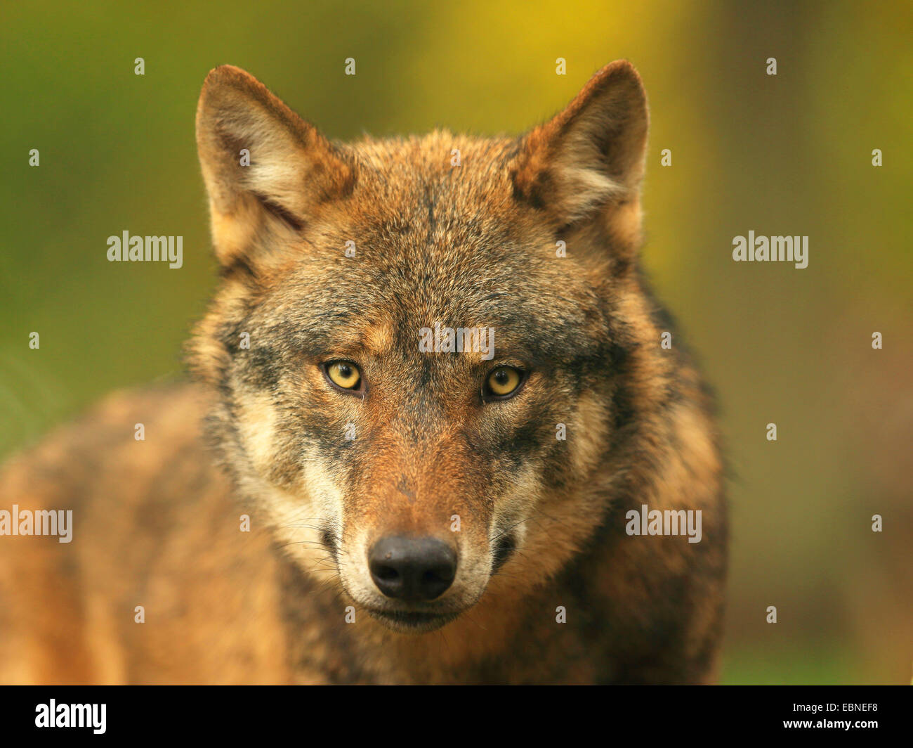 Gray Wolves Wallpaper