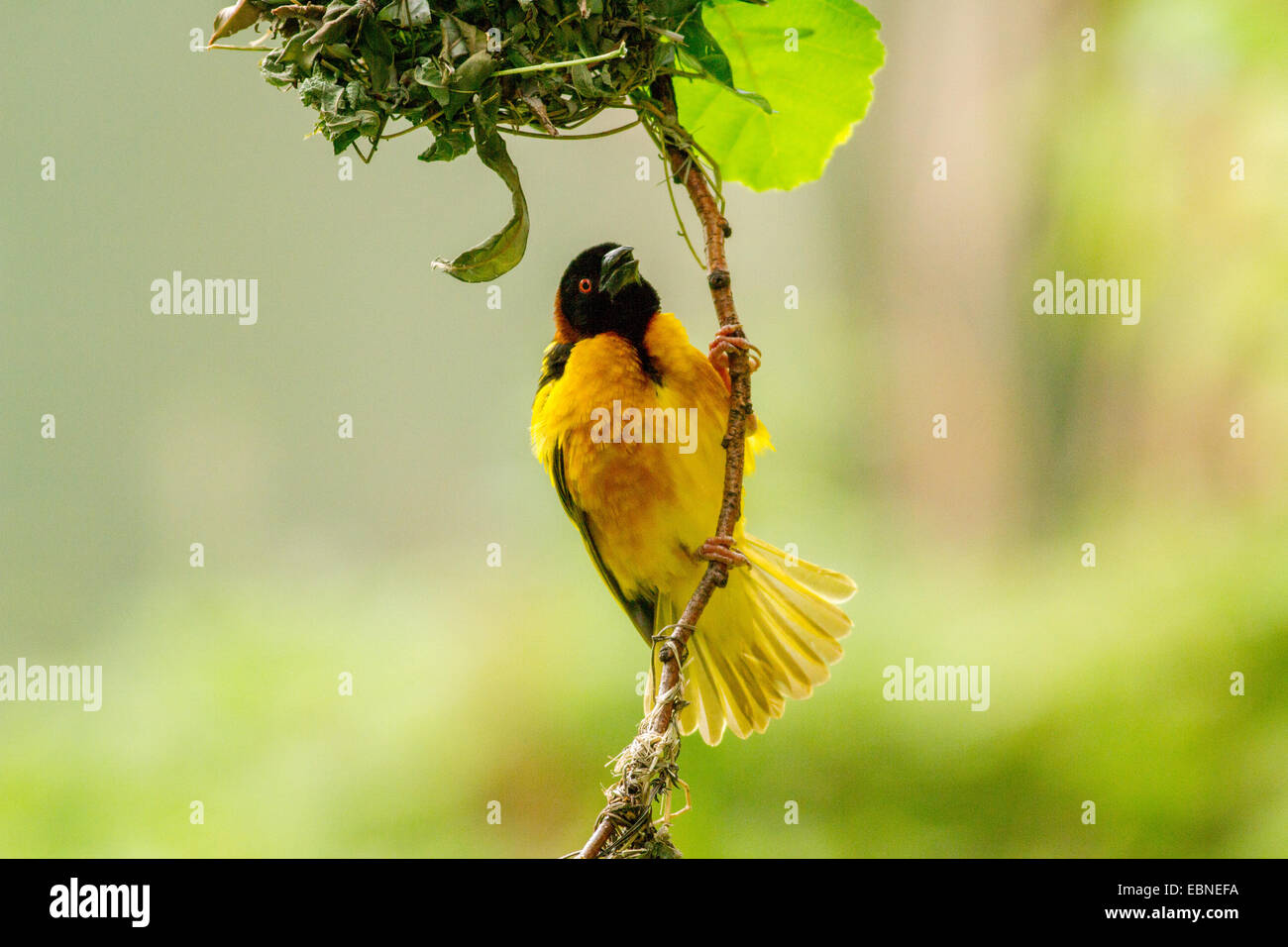 Village Weaver Bird on branch in nest area Stock Photo - Alamy
