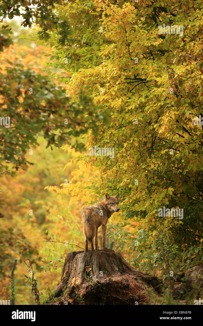 Wolf behind tree hi-res stock photography and images - Alamy