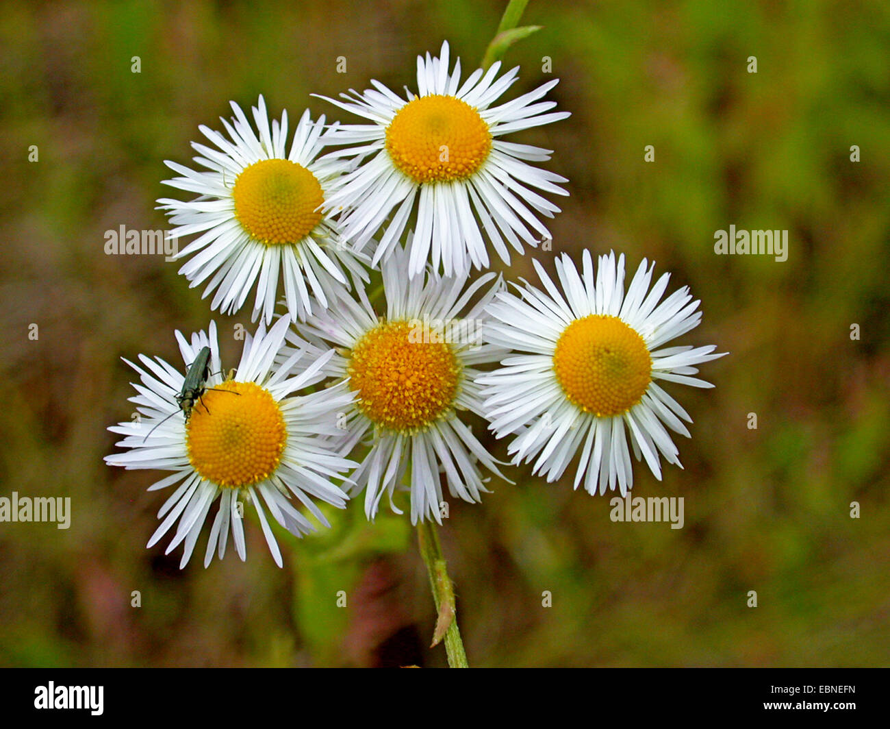 Daisy fleabane hi-res stock photography and images - Alamy