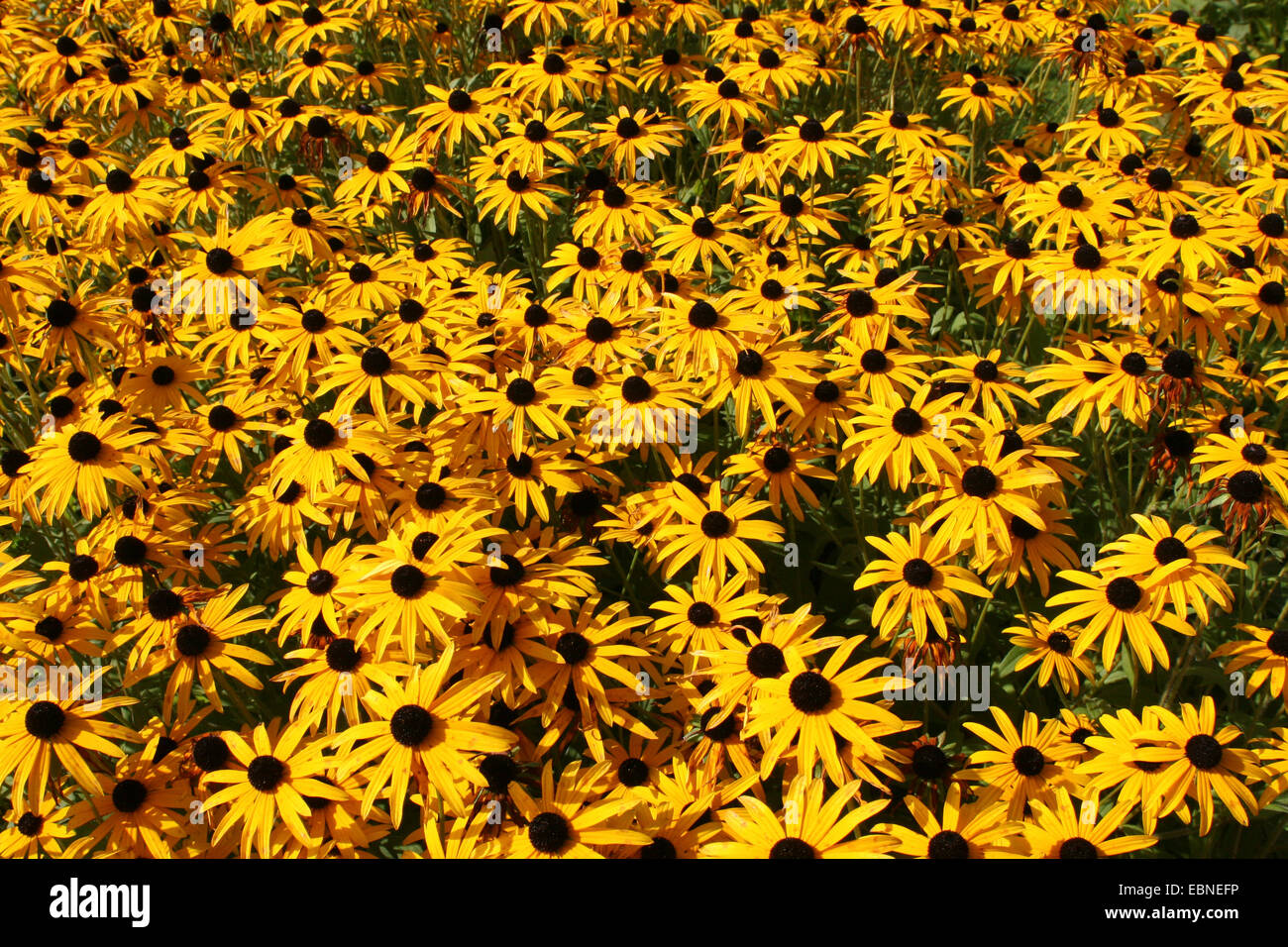 Rudbeckia fulgida composites asteraceae hi-res stock photography and ...