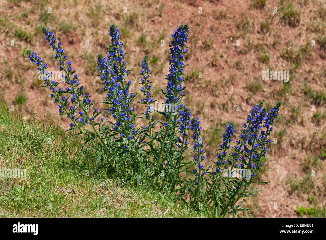 blueweed, blue devil, viper's bugloss, common viper's-bugloss (Echium ...