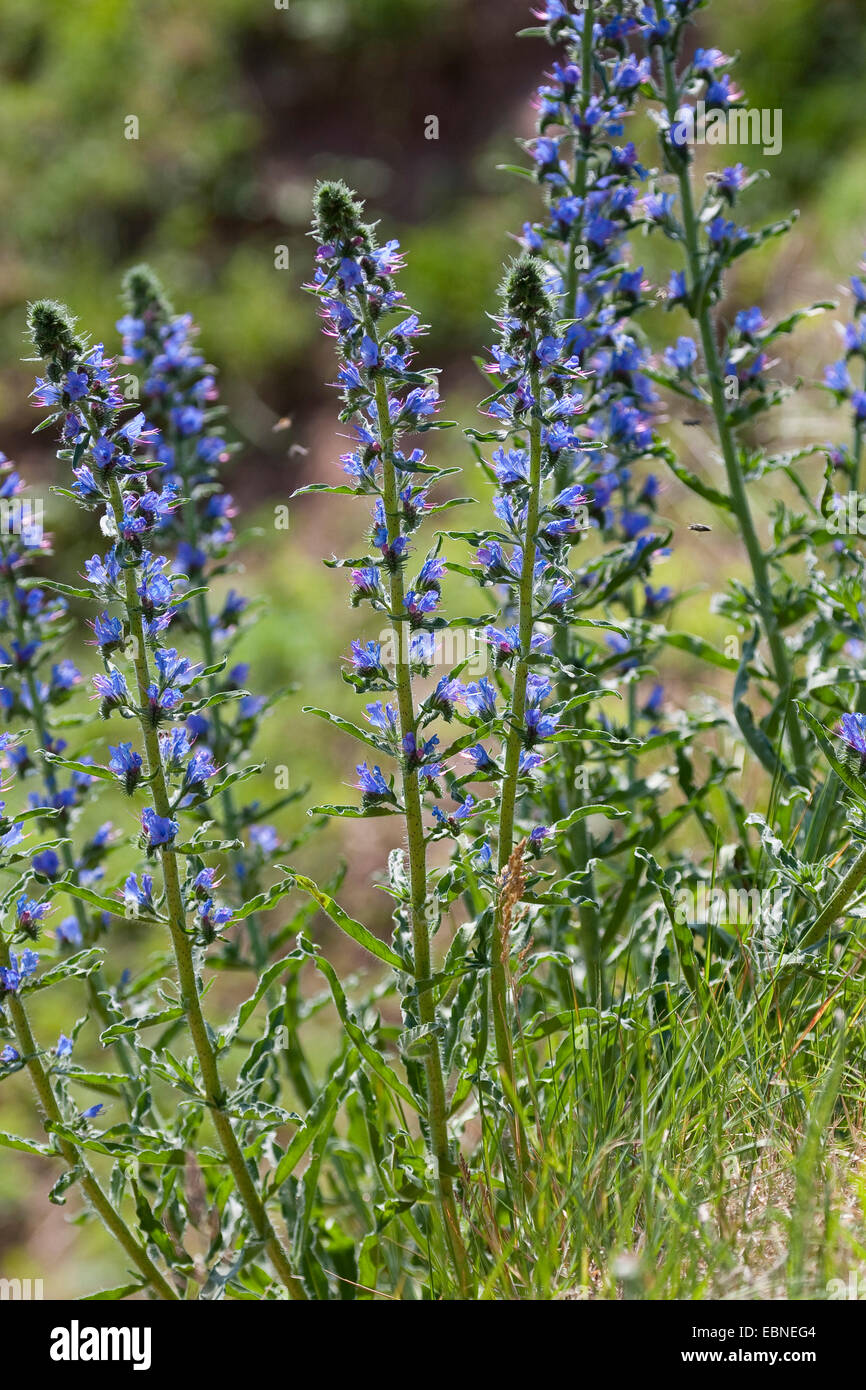 blueweed, blue devil, viper's bugloss, common viper's-bugloss (Echium ...
