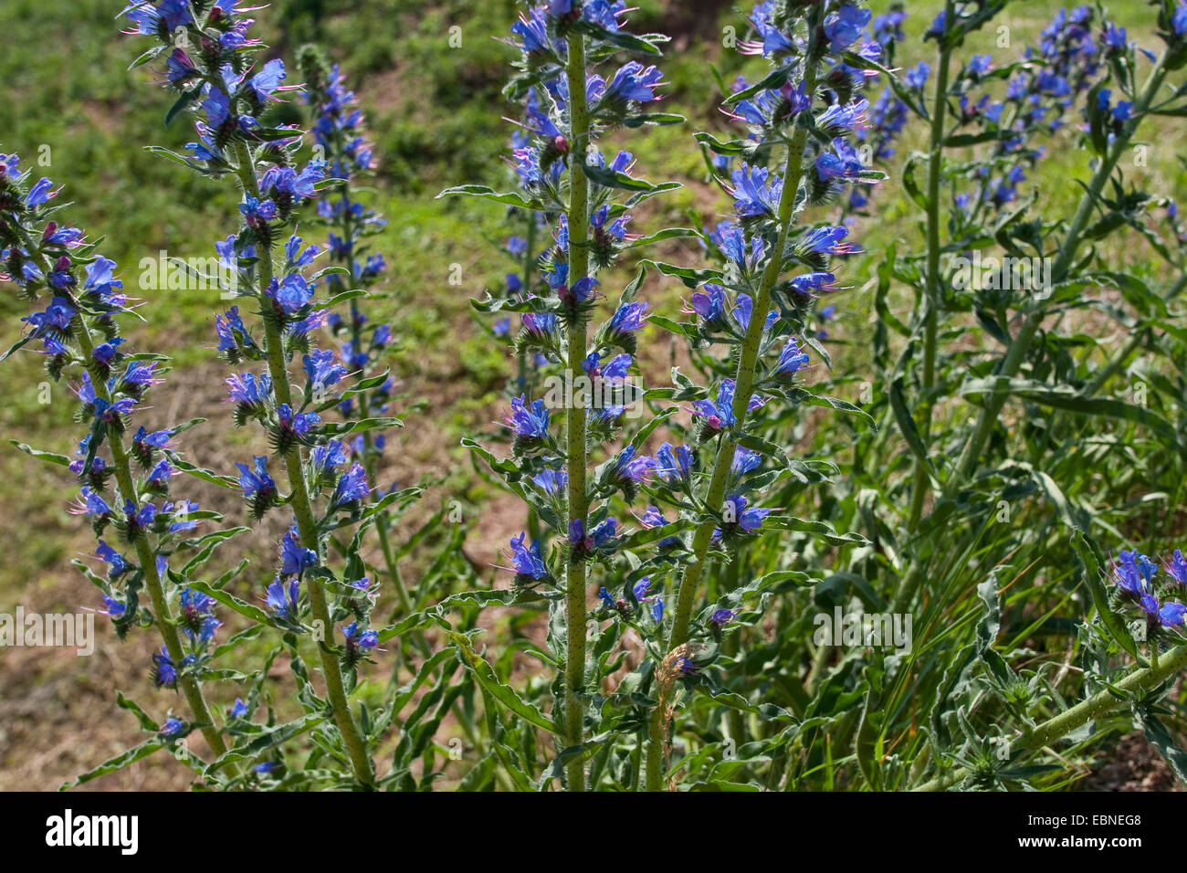 blueweed, blue devil, viper's bugloss, common viper's-bugloss (Echium ...