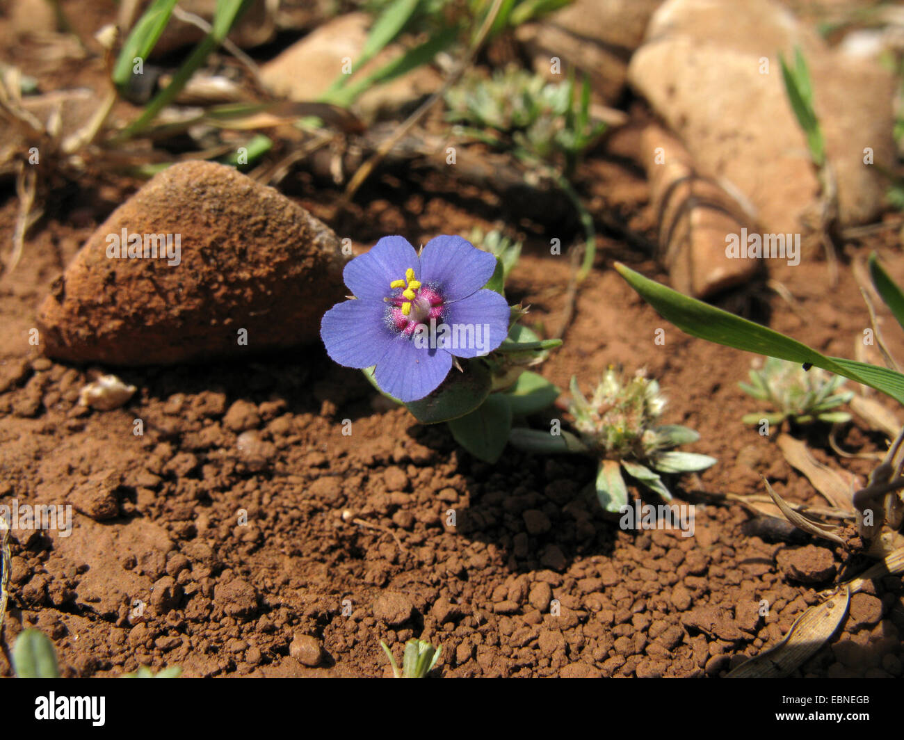 common pimpernel, scarlet pimpernel, poor man's weatherglass (Anagallis ... common pimpernel, scarlet pimpernel, poor man's weatherglass (Anagallis ...