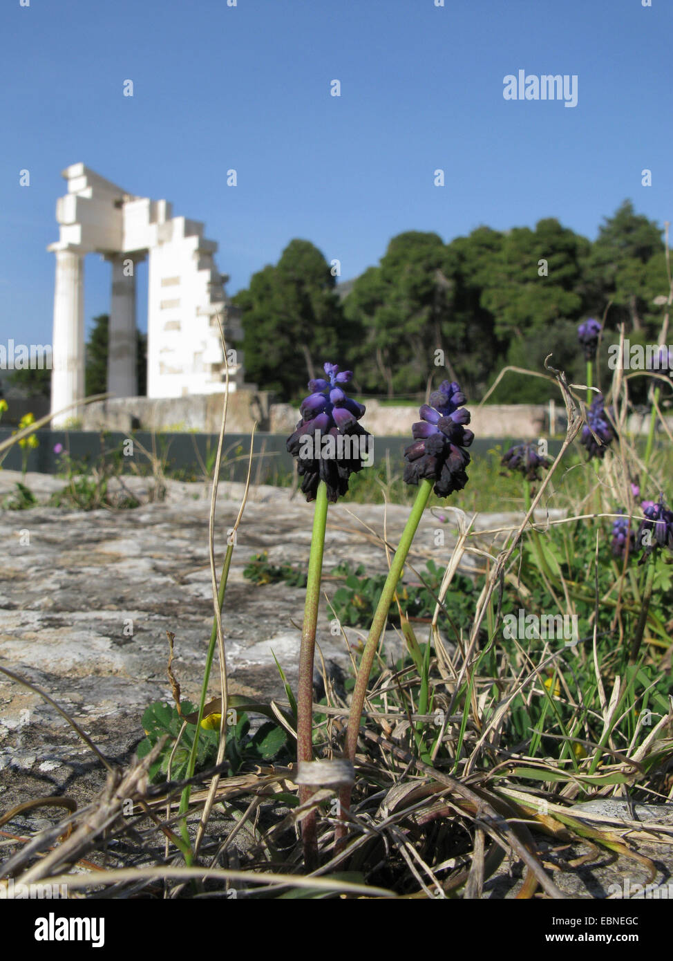 Dark Grape Hyacinth (Muscari commutatum, Botryanthus commutatus ...