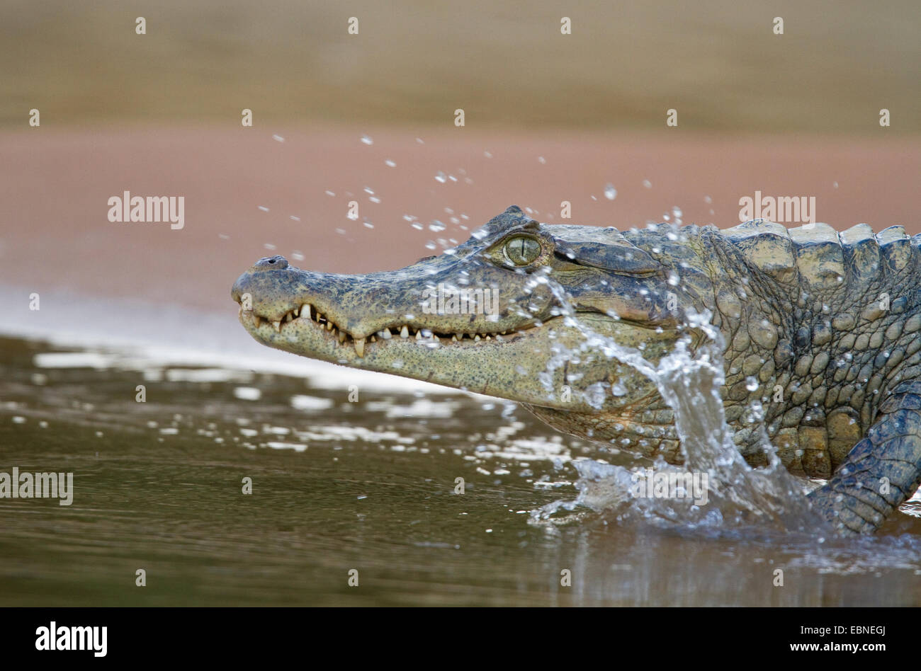 Spectacled caiman caiman crocodilus hi-res stock photography and images ...