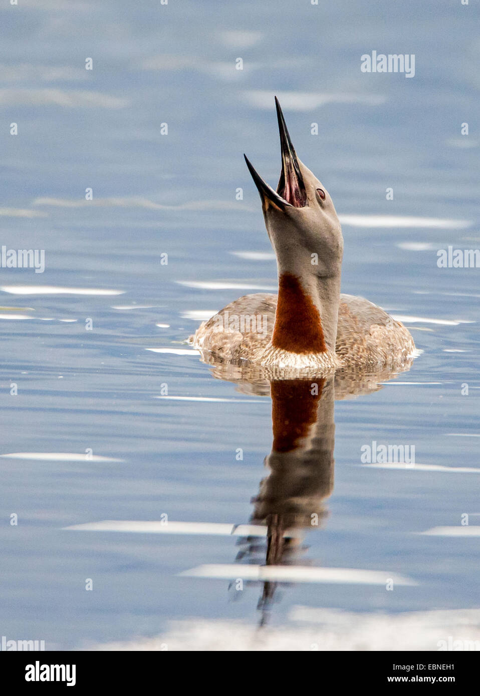 Diver water bird hi-res stock photography and images - Alamy
