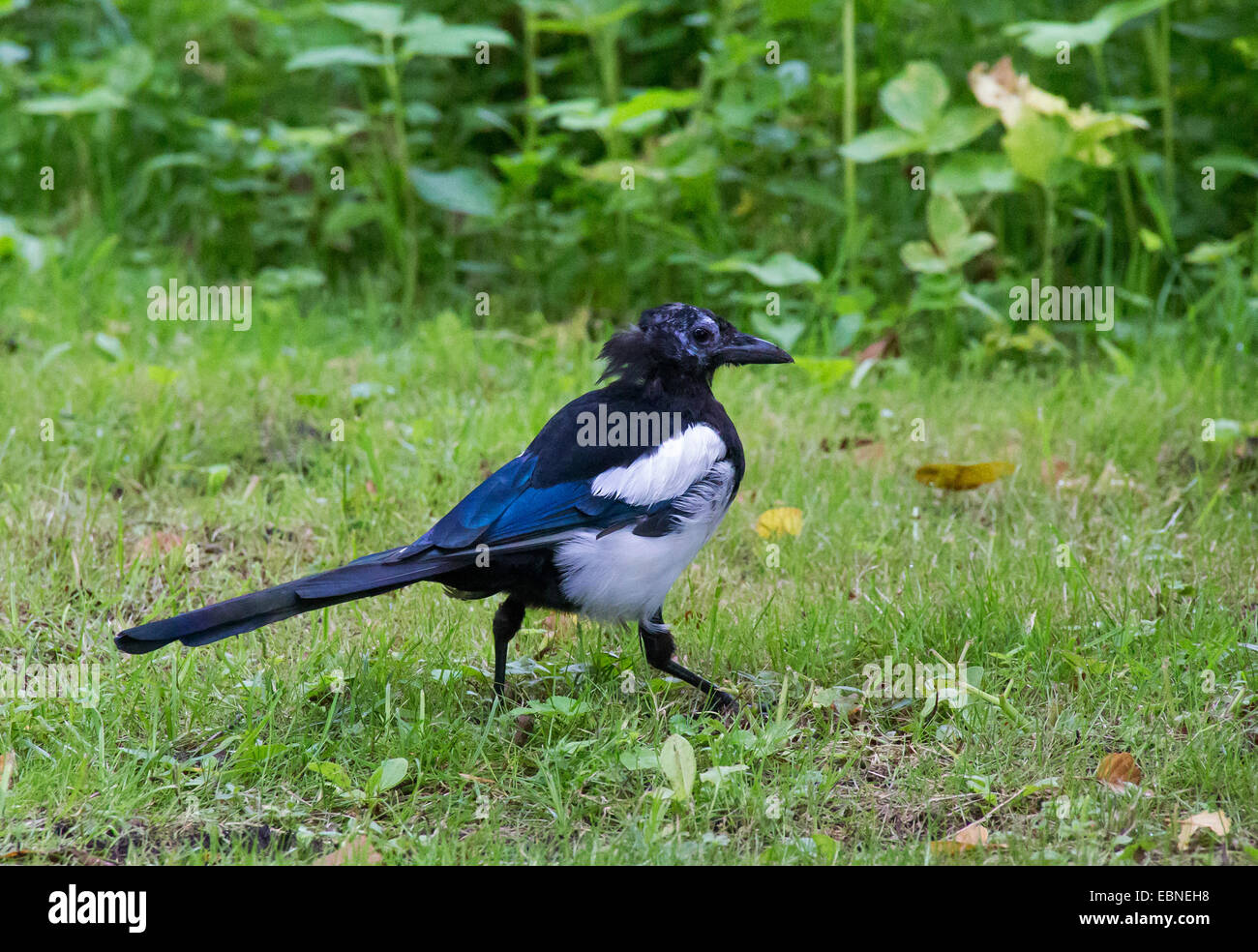 Disheveled Bird High Resolution Stock Photography and Images - Alamy