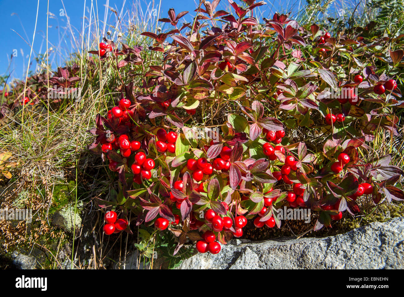 dwarf cornel, dogwood (Cornus suecica), fruiting, Norway, Troms ...