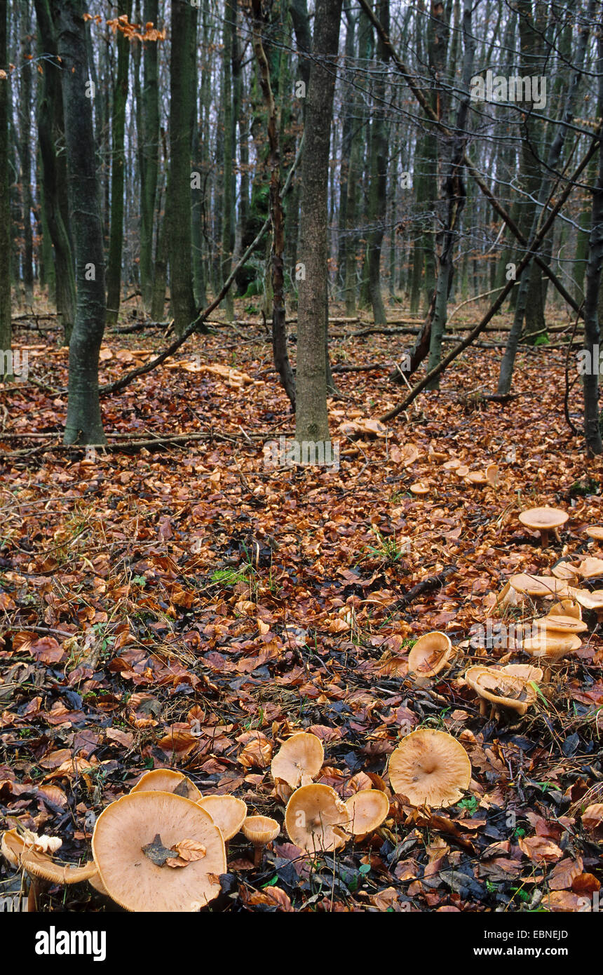 Trooping funnel, Monk's head (Clitocybe geotropa, Clitocybe maxima ...