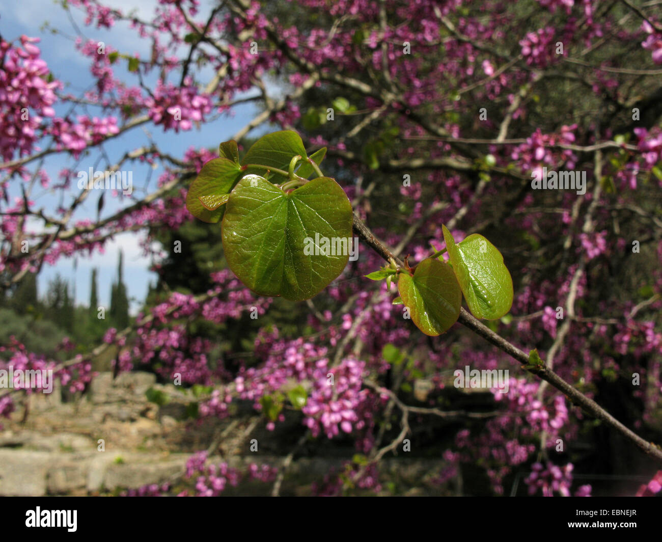 Judas Tree Cercis Siliquastrum Leaves High Resolution Stock Photography ...