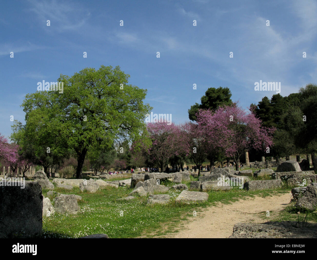 judas tree (Cercis siliquastrum), ancient site of Olympia in spring ...