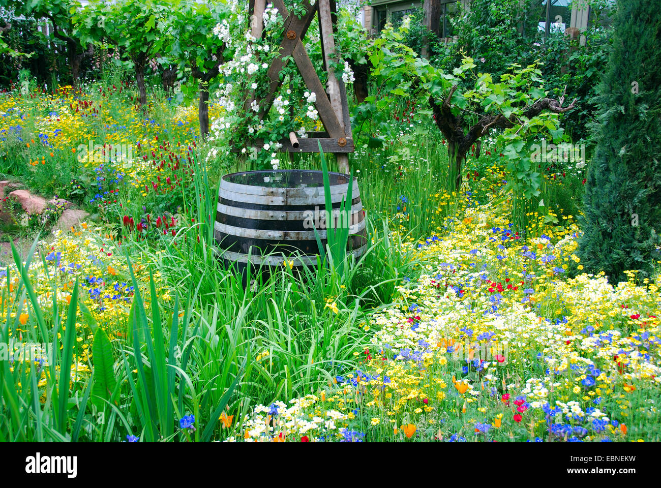 Annual wildflowers in vineyard, Fetzer Vineyards' Sustainable Winery ...