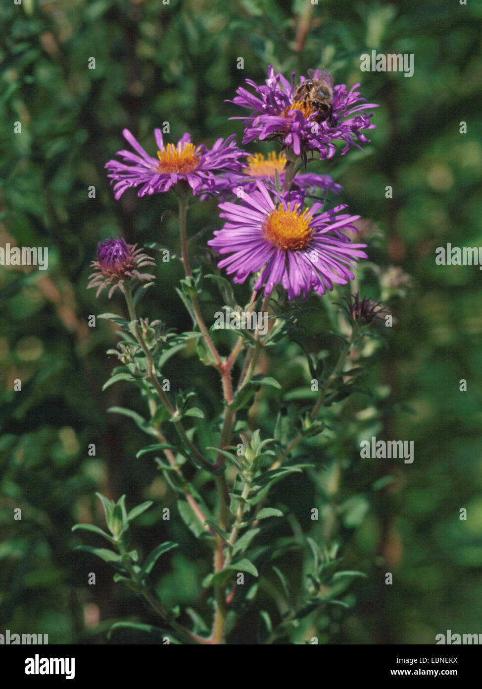 new england aster (Aster novae-angliae), blooming Stock Photo - Alamy