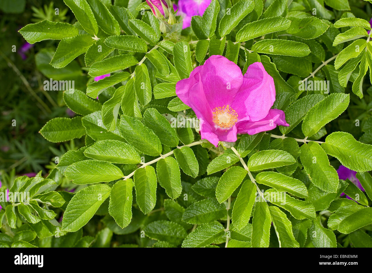 Invasive rose hi-res stock photography and images - Alamy