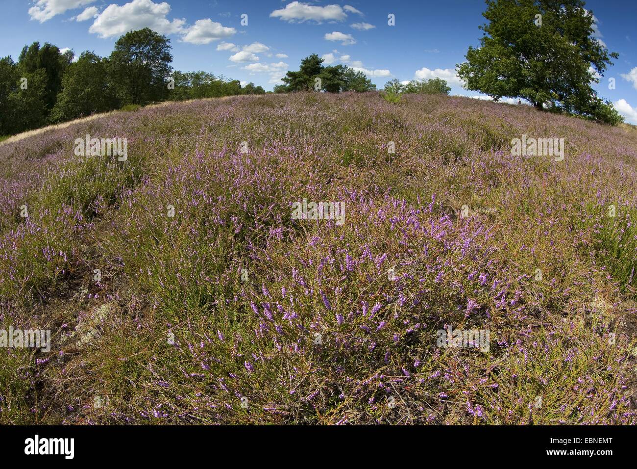 Common Heather, Ling, Heather (Calluna vulgaris), blooming heath ...