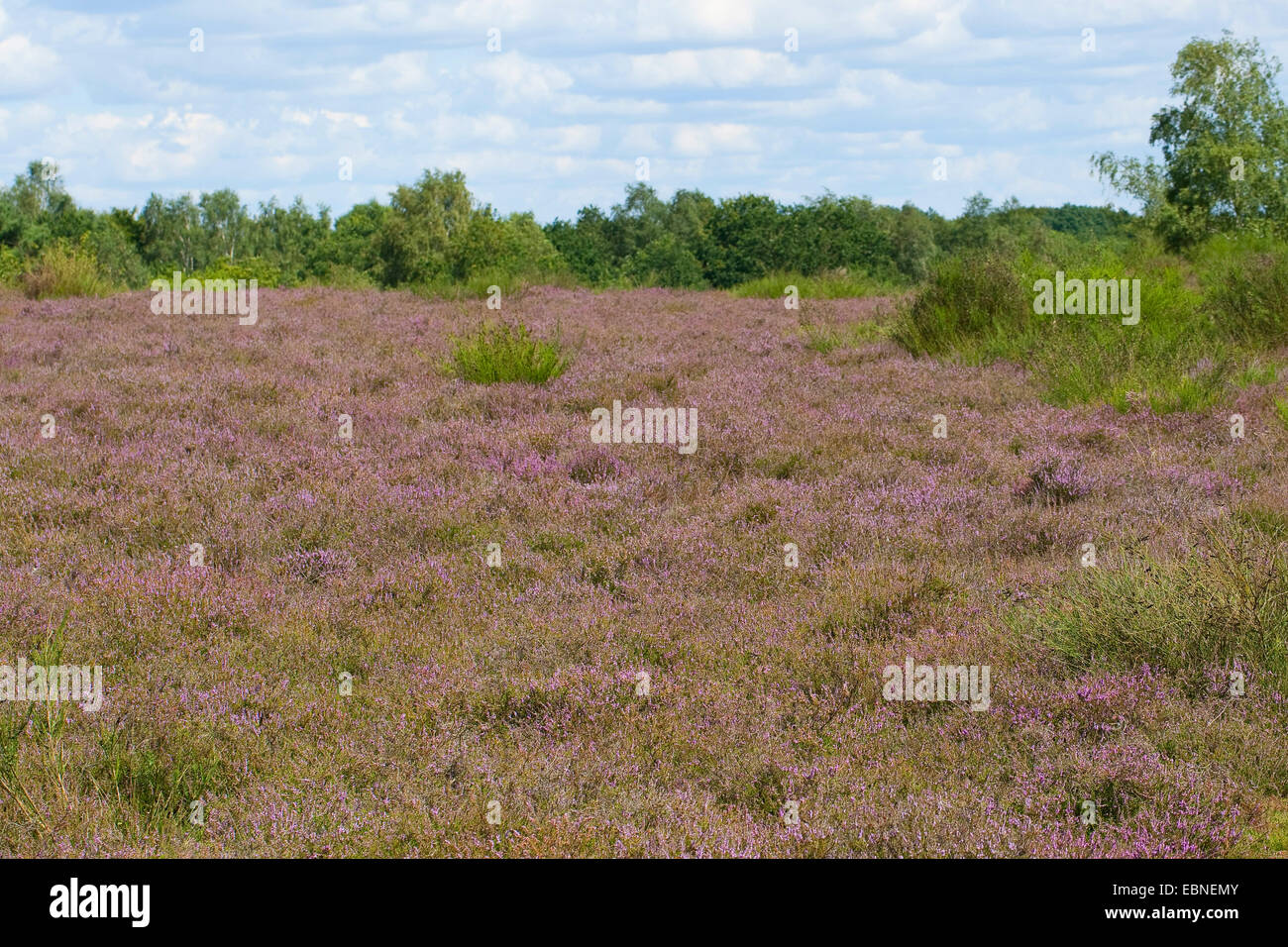 Common Heather, Ling, Heather (Calluna vulgaris), blooming heath ...