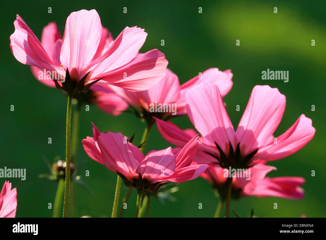 garden cosmos, Mexican aster (Cosmos bipinnatus), flowers in backlight ...