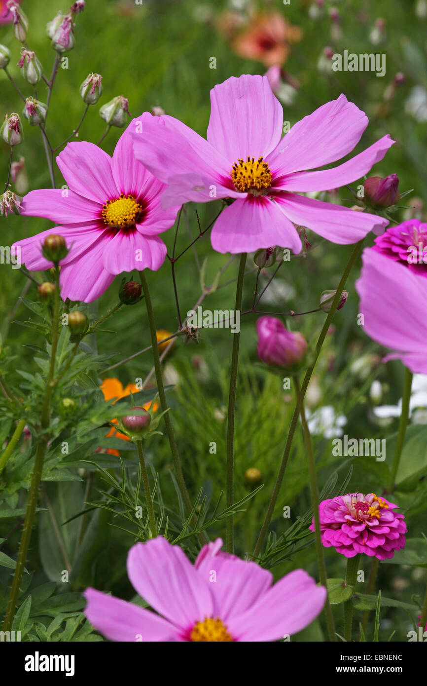 garden cosmos, Mexican aster (Cosmos bipinnatus), in a flower meadow in ...