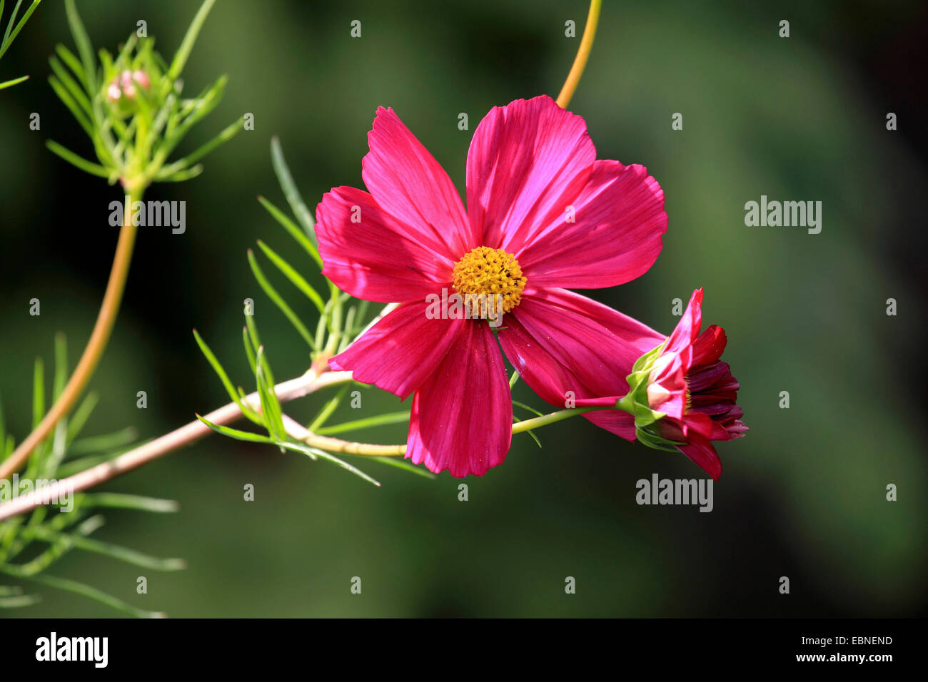 garden cosmos, Mexican aster (Cosmos bipinnatus), flower Stock Photo ...