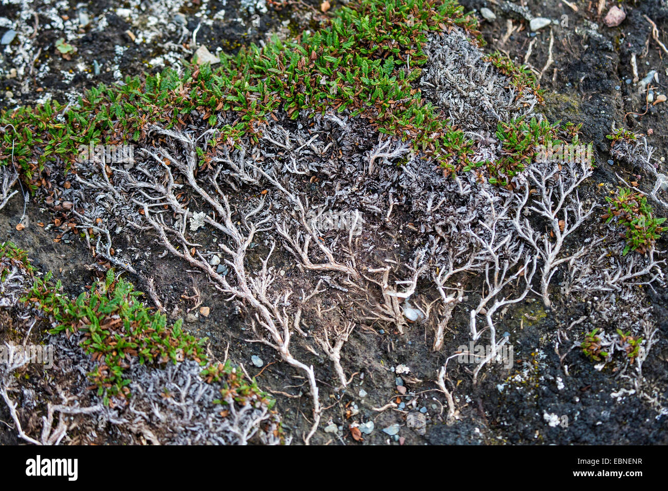 mountain avens (Dryas octopetala), warped plant, Norway, Svalbard ...