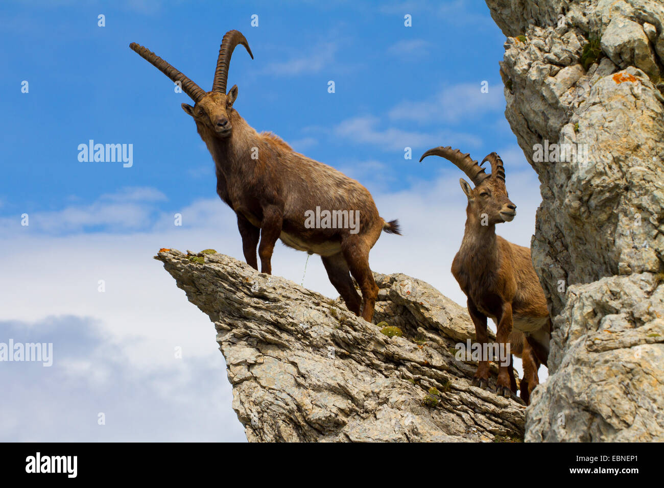 Alpine ibex goat climbing hi-res stock photography and images - Alamy