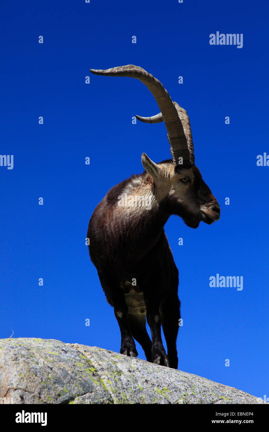 Endemic ibex hi-res stock photography and images - Alamy