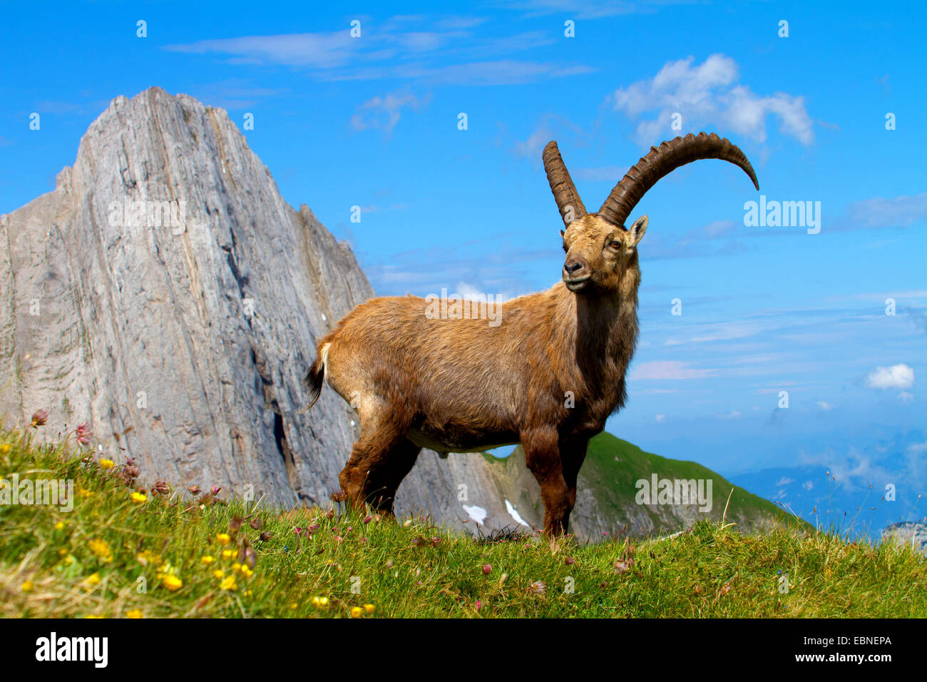 Alpine ibex mountain goat hi-res stock photography and images - Alamy