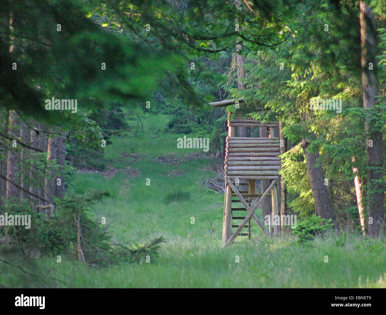 raised hide in a forest, Germany, Lower Saxony Stock Photo - Alamy
