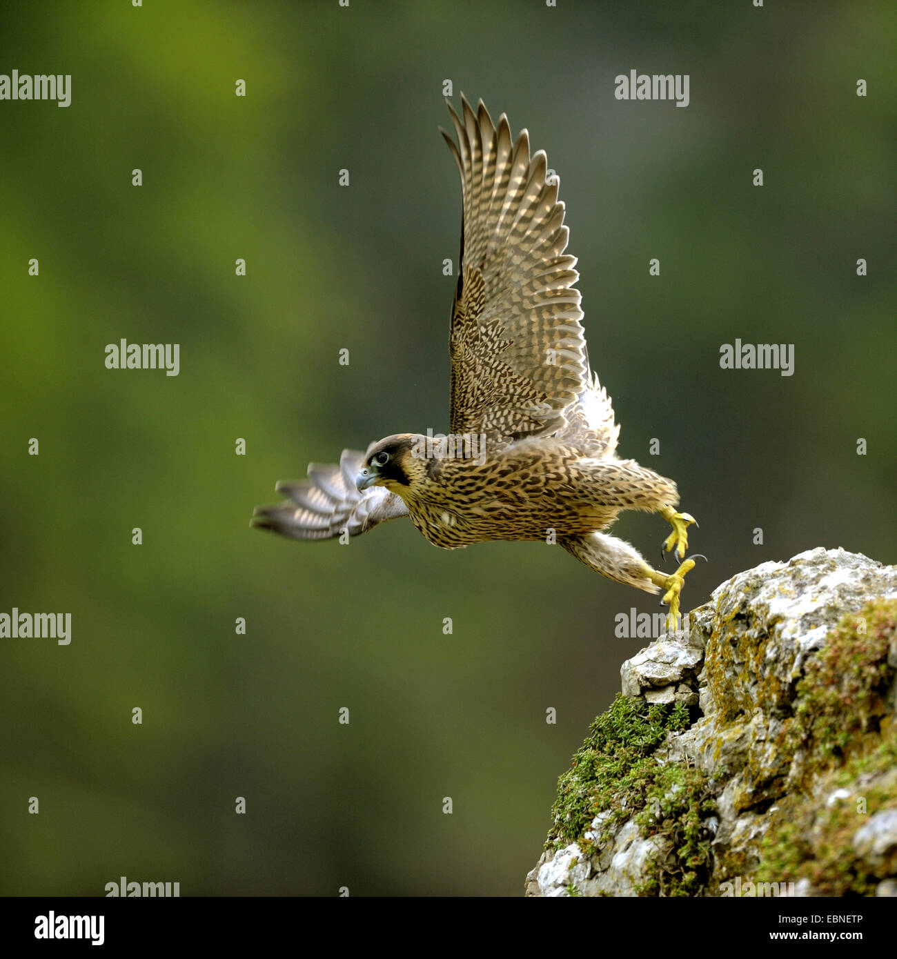 A young peregrine falcon hi-res stock photography and images - Alamy