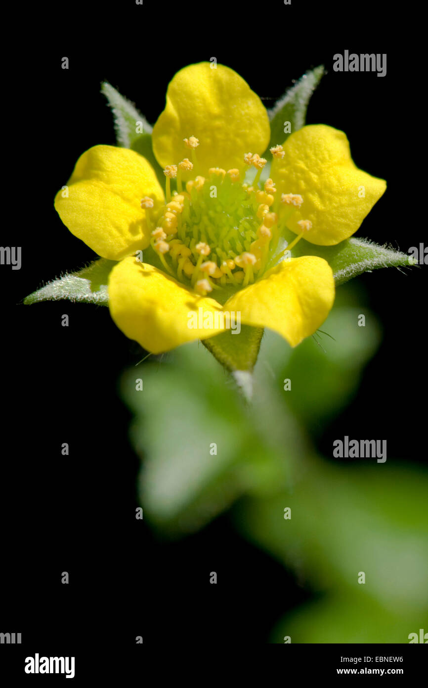 common avens, wood avens, clover-root (Geum urbanum), flower, Germany ...