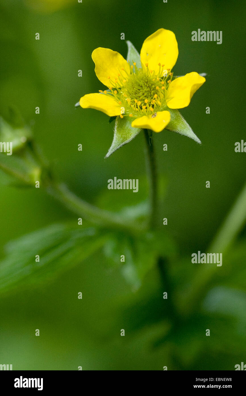 common avens, wood avens, clover-root (Geum urbanum), flower, Germany ...