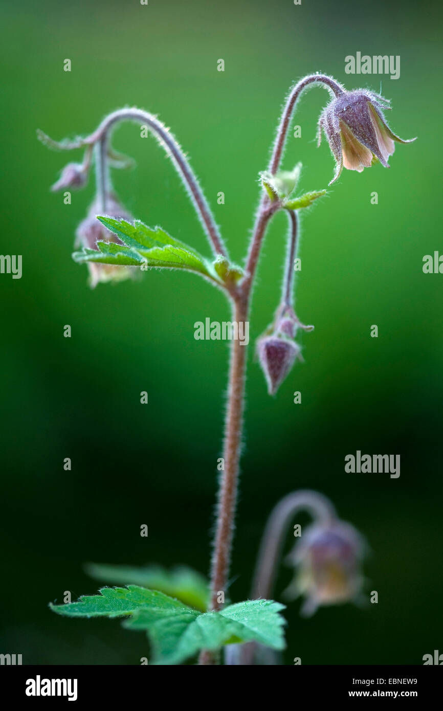 purple avens, water avens (Geum rivale), blooming, Germany Stock Photo ...