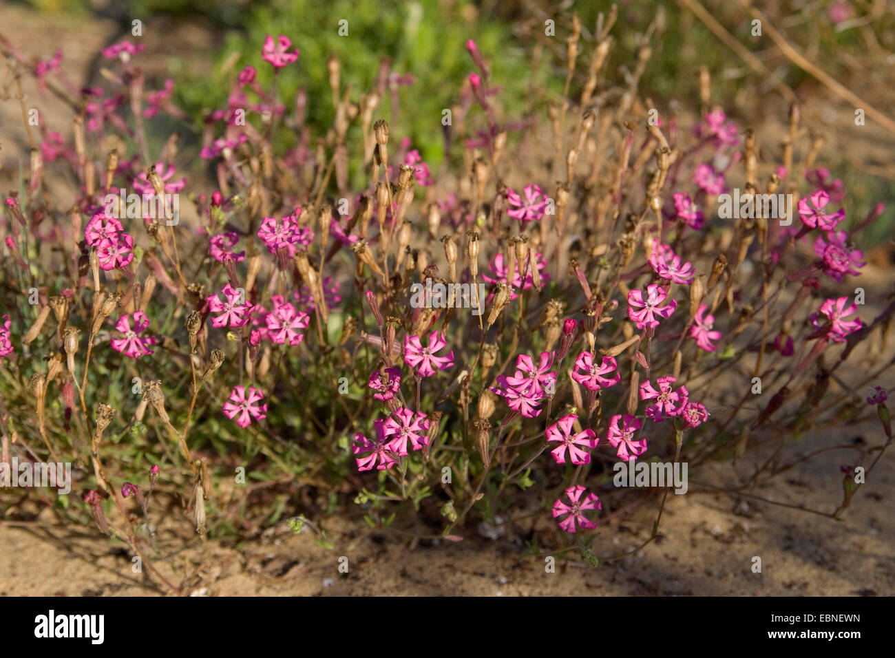 Dwarf Pink Star, Cloven-Petalled Campion, Mediterranean Catchfly ...